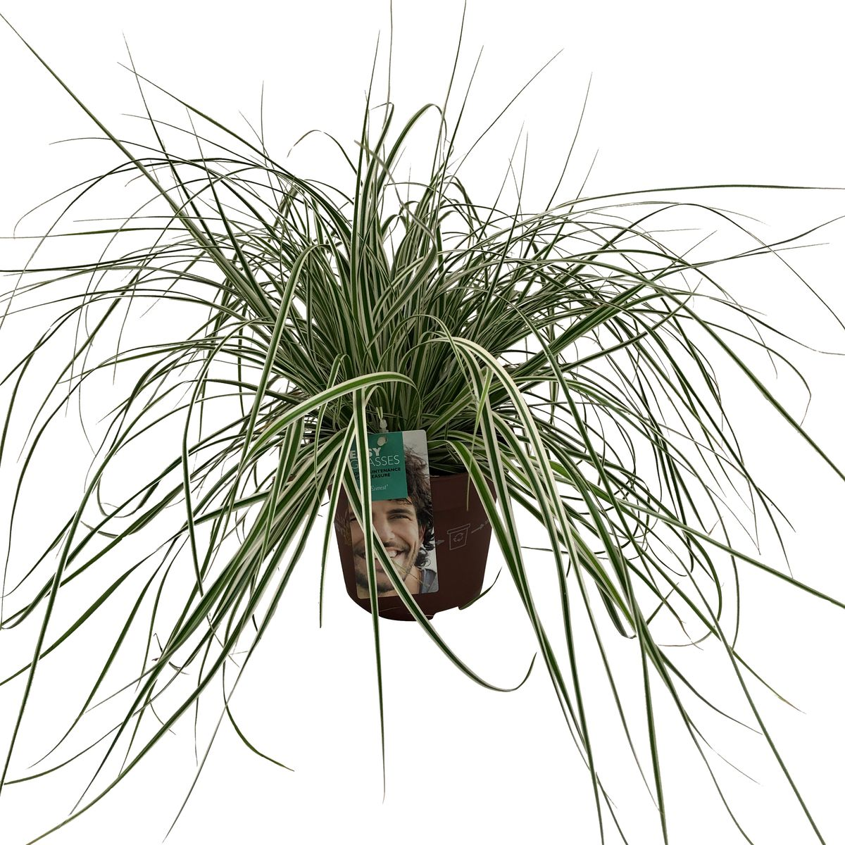 Lauko augalas viksva, Ø 17, 35 - 45 cm, lot. CAREX OSHIMENSIS EVEREST ...