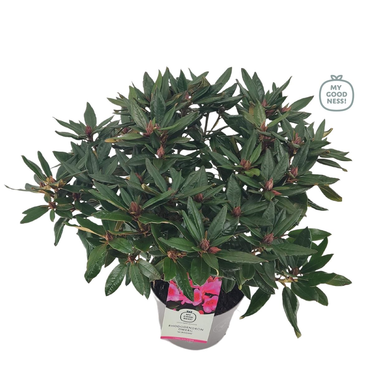 Lauko augalas rododendras, Ø 21, 30 - 40 cm, lot. RHODODENDRON WINSOME ...
