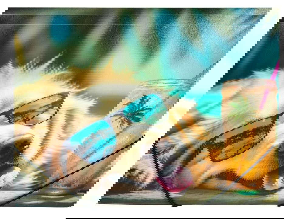 Aplankas su guma A4 CHILLOUT DOG - ermitazas.lt