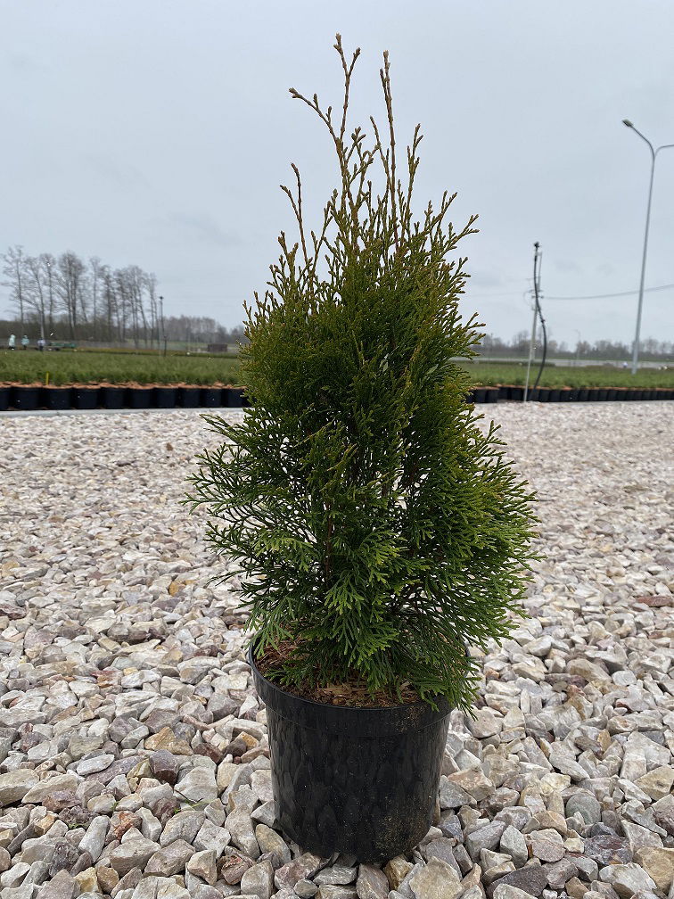 Dekoratyviniai lauko augalai - ermitazas.lt