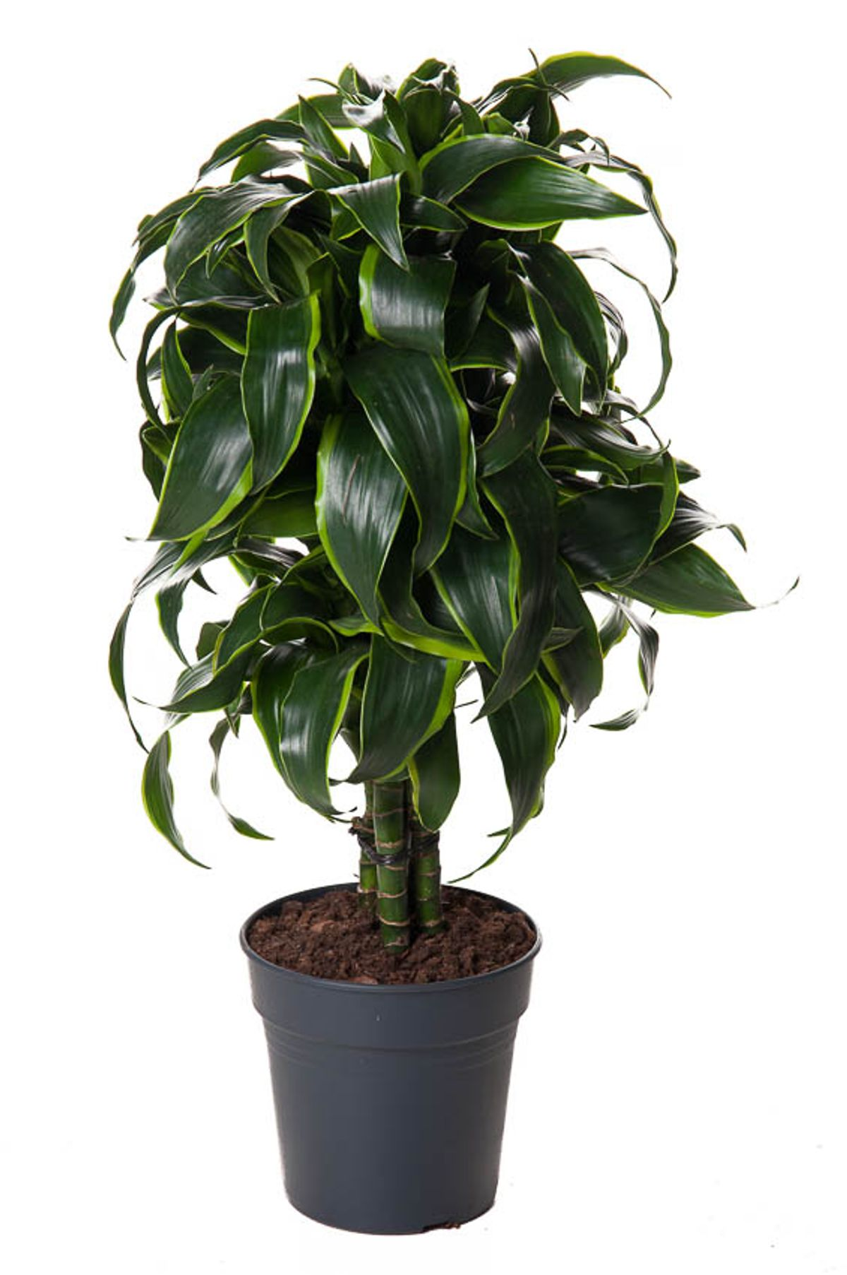 Vazoninis augalas dracena, Ø21, 100 - 110 cm, lot. DRACAENA DORADO ...