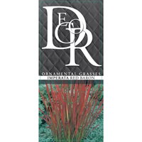 Lauko augalas imperata, Ø 17, 40 cm, lot. IMPERATA RED BARON - ermitazas.lt