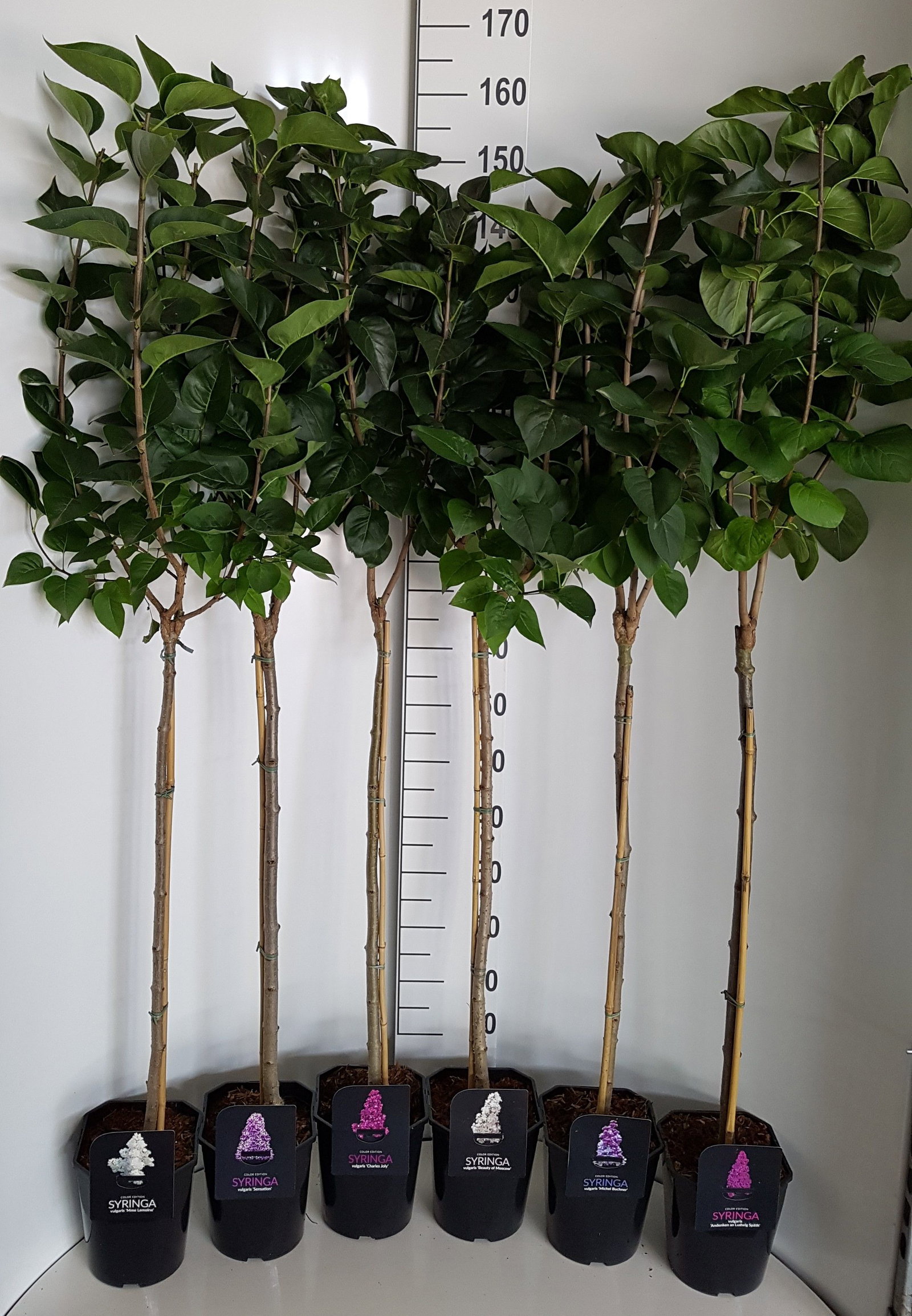 Lauko augalas Alyva, ant stiebo, daugiametis, Ø 21, 120 cm, lot ...