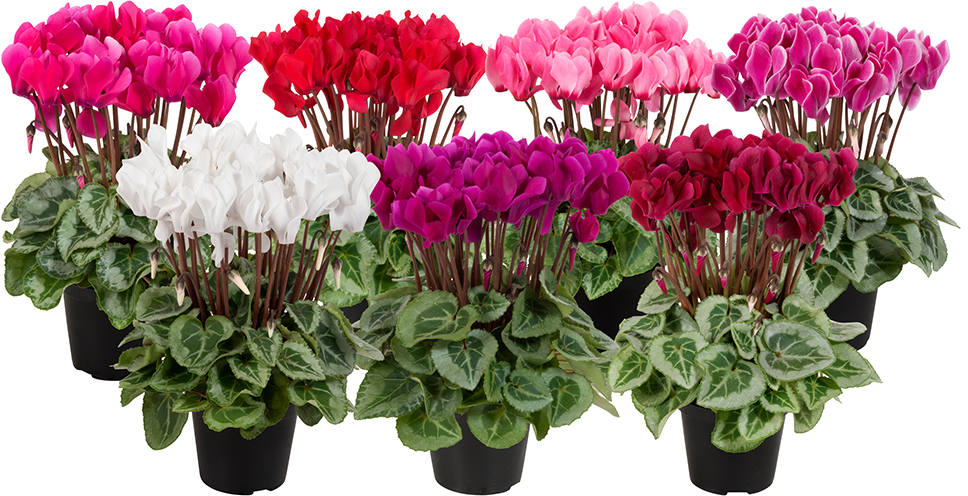 Vazoninis augalas ciklamenas, Ø 12, 25 cm, lot. CYCLAMEN - ermitazas.lt