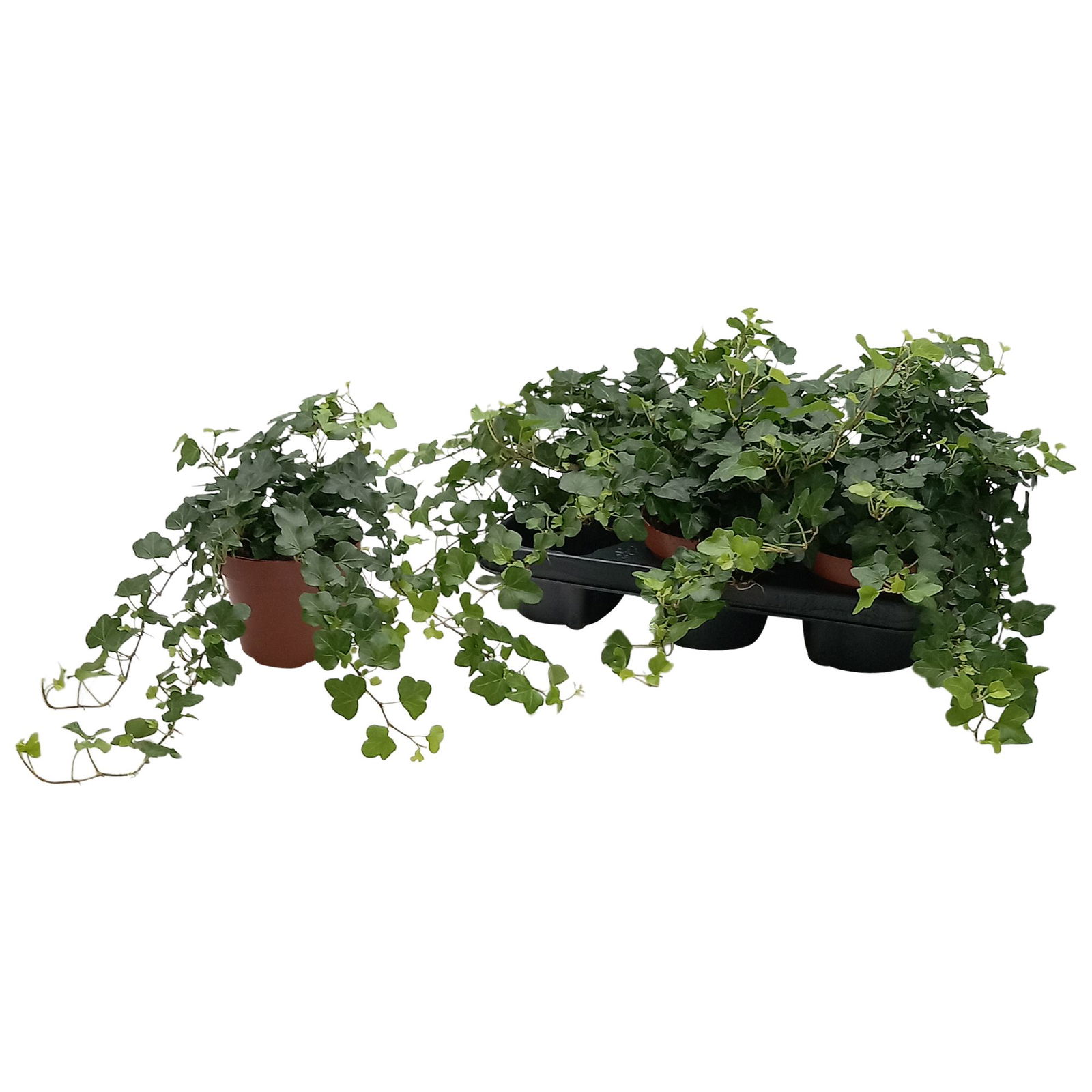 Lauko augalas gebenė, Ø 13, 25 cm, lot. Hedera wonder - ermitazas.lt