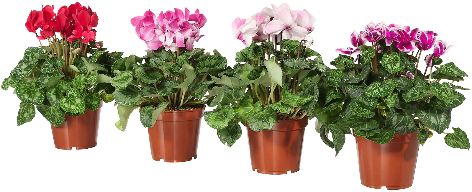 Vazoninis augalas ciklamenas, Ø 10,5, 20 cm, lot. CYCLAMEN - ermitazas.lt