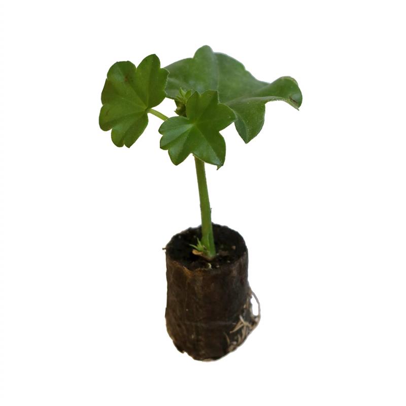 Gėlės daigas svyrančioji pelargonija, lot. PELARGONIUM PELTATUM ...