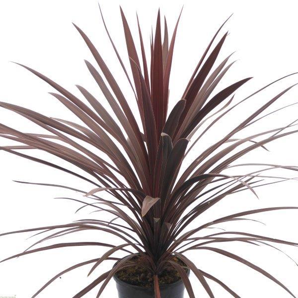 Lauko augalas kordilina, Ø 13, 55 cm, lot. CORDYLINE AUSTRALIS RED STAR ...
