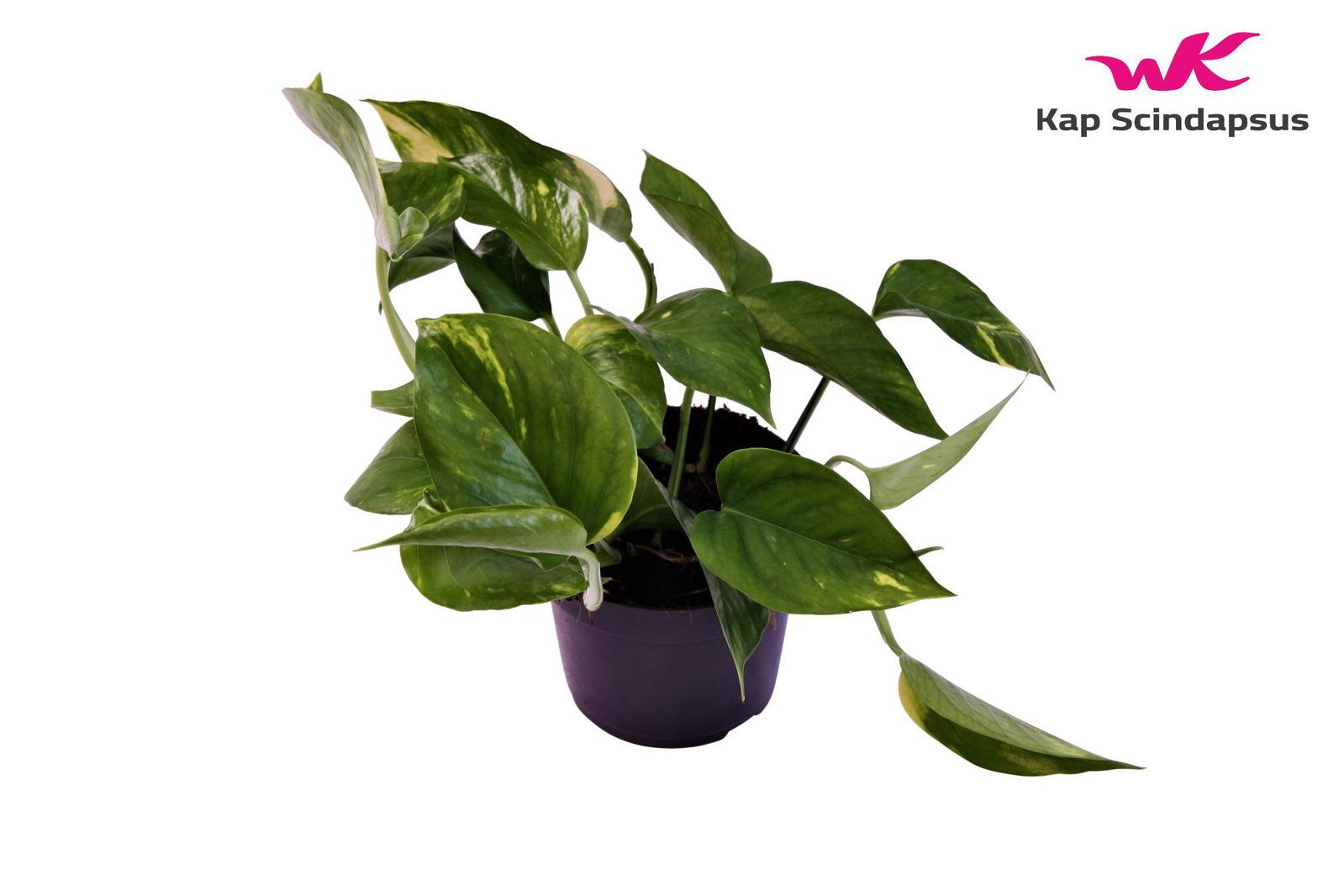 Vazoninis augalas skindapas, Ø 12, 25 cm lot. Epipremnum - ermitazas.lt