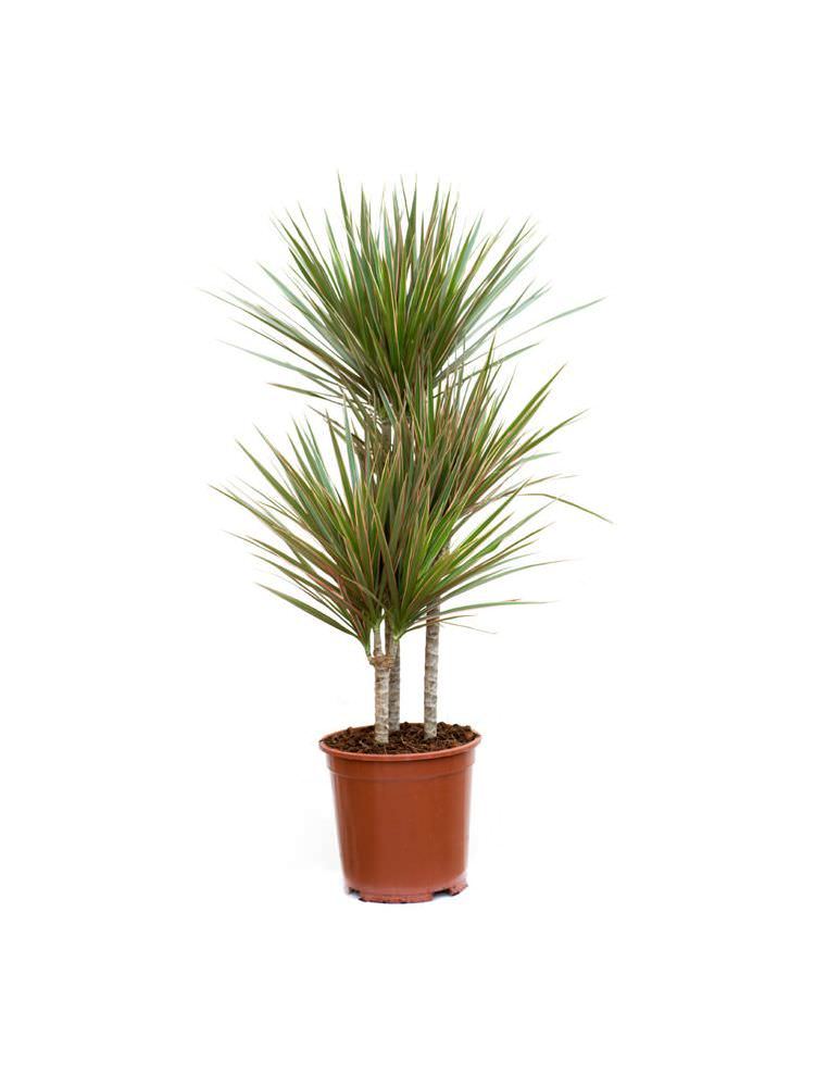 Vazoninis augalas dracena, Ø 27, 180 cm, lot. DRACAENA MARGINATA ...
