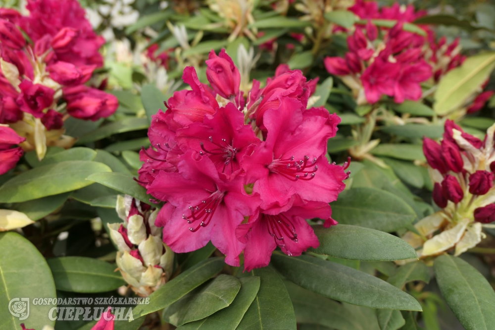 Lauko augalas rododendras, Ø 22, 50 cm, lot. Rhododendron Neon Kiss ...