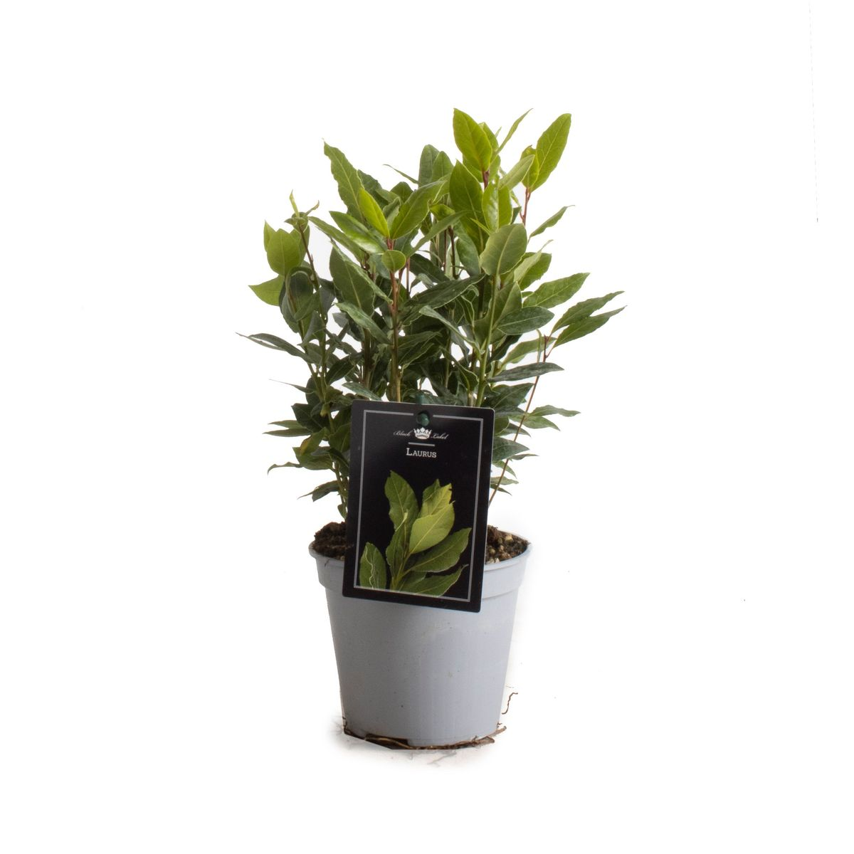 Lauko augalas lauramedis, Ø 12, 20 - 25 cm, lot. LAURUS NOBILIS ...