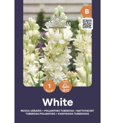 Kvapiūjų tuberozų svogūnėlis, lot. POLYANTHUS TUBEROSA, 1 vnt ...