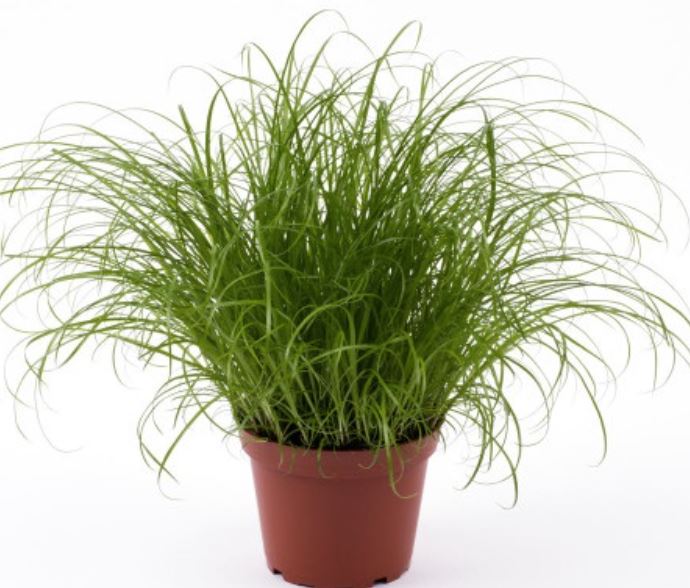 Lauko augalas Viksvuolė, Ø 12, 30 cm, lot. Cyperus Zumula - ermitazas.lt