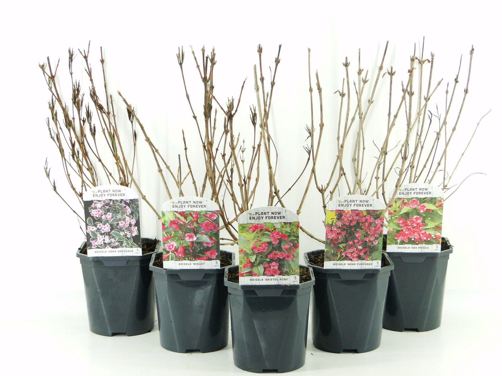 Lauko augalas veigelė, Ø 17, 40 cm, lot. WEIGELA - ermitazas.lt