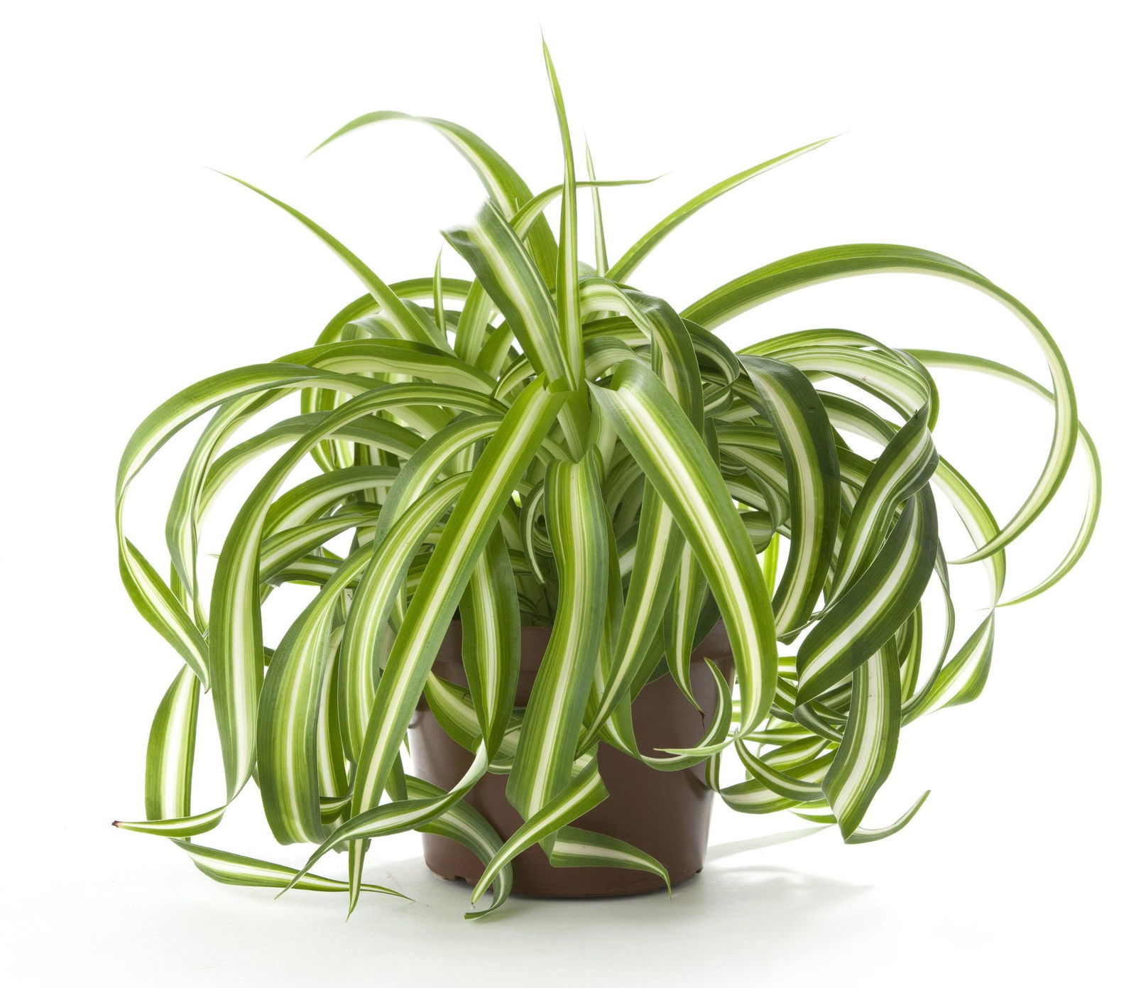 Vazoninis augalas chlorofitas, Ø 12, 25 cm, lot. CHLOROPHYTUM BONNIE ...