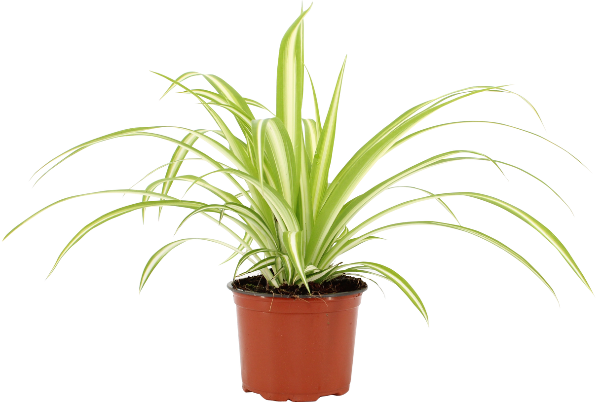 Vazoninis augalas chlorofitas, Ø 12, 30 cm, lot. CHLOROPHYTUM ...