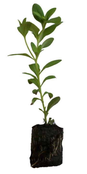 Gėlės daigas, įv. rūšių, I grupė - ermitazas.lt