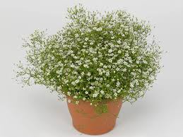 Lauko augalas, guboja, daugiametis Ø 10, lot. GYPSOPHILA muralis ...