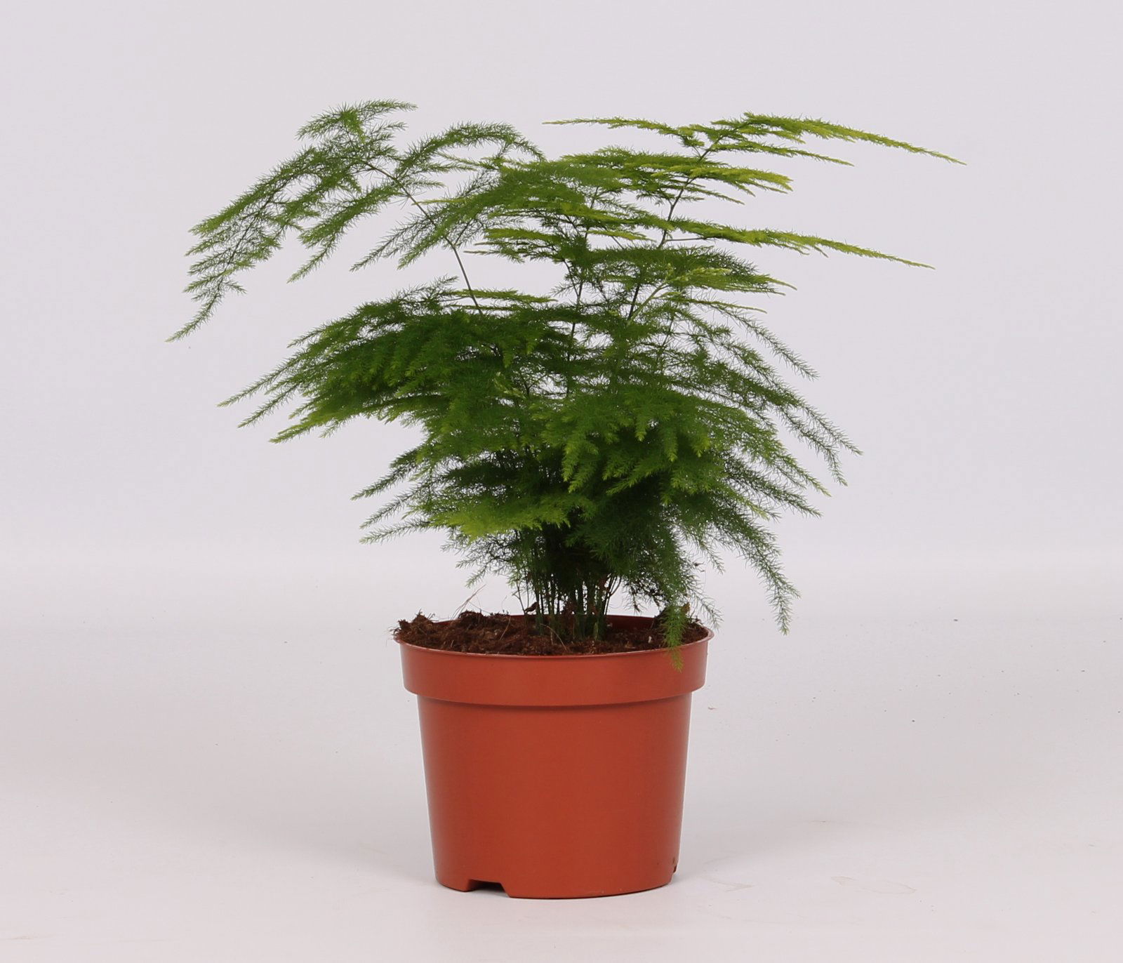 Vazoninis augalas smidras, Ø 12, 35 cm, lot. ASPARAGUS MIX - ermitazas.lt