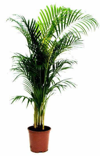 Vazoninis augalas dipsis, Ø 27, 170 cm, lot. DYPSIS ARECA - ermitazas.lt