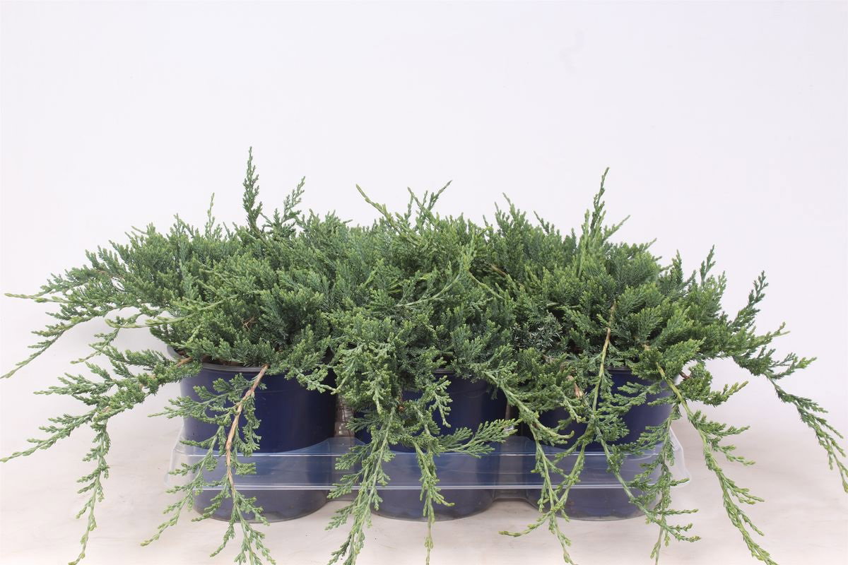 Lauko augalas kadagys, Ø 15, 60 cm, lot. Juniperus chinensis Stricta ...