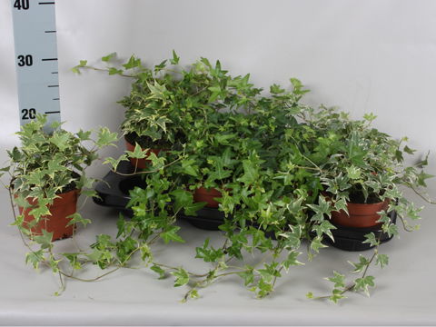 Vazoninis augalas gebenė, Ø 13, 25 cm, lot. HEDERA MIX - ermitazas.lt