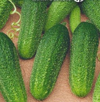 Trumpavaisio agurko daigas POLONEZ - ermitazas.lt