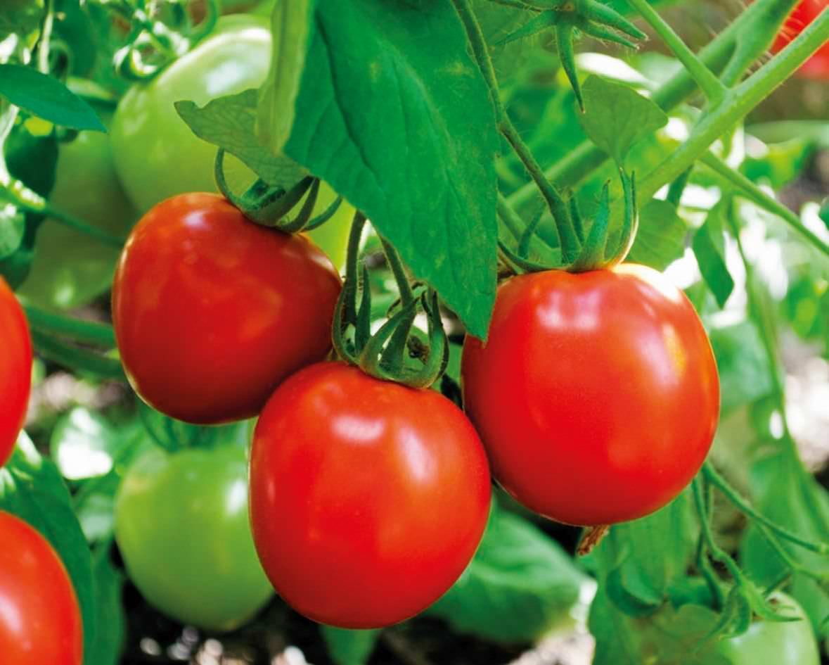 Pomidoro daigas, lot. SOLANUM LYCOPERSICUM - ermitazas.lt