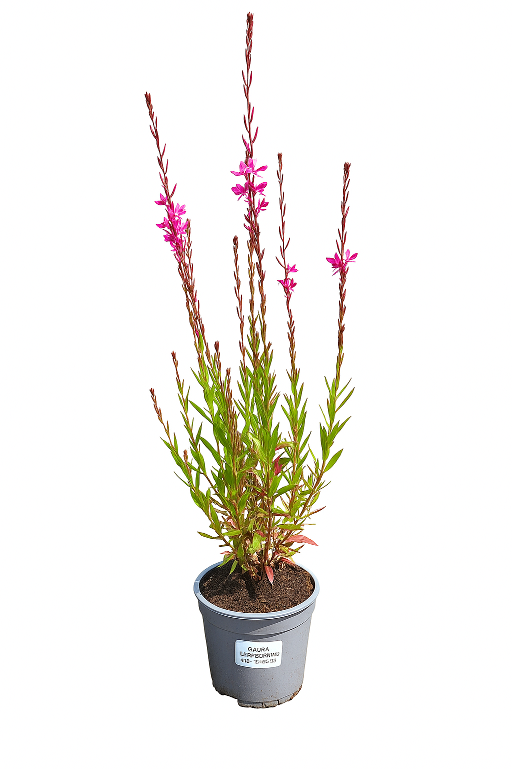 Lauko augalas raudoklė, daugiametis, Ø 15 cm, lot. Lythrum - ermitazas.lt