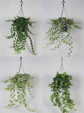 Vazoninis augalas gebenė, Ø 19, 50 cm, lot. HEDERA - ermitazas.lt